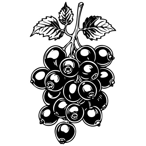 Calamansi drawing fruit head line art black Vector Image