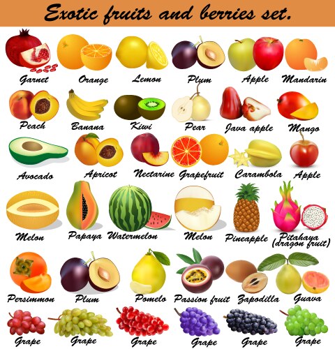 Sapodilla Vector Images (over 420)