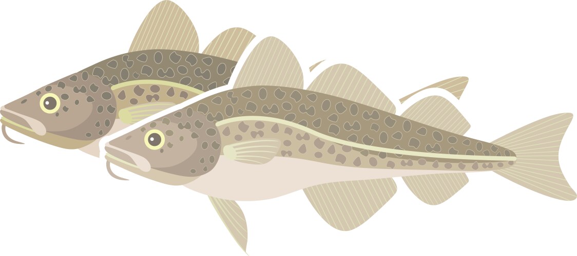 Grouper and cod fish Royalty Free Vector Image