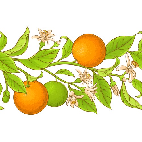 Orange tree branch color sketch engraving Vector Image