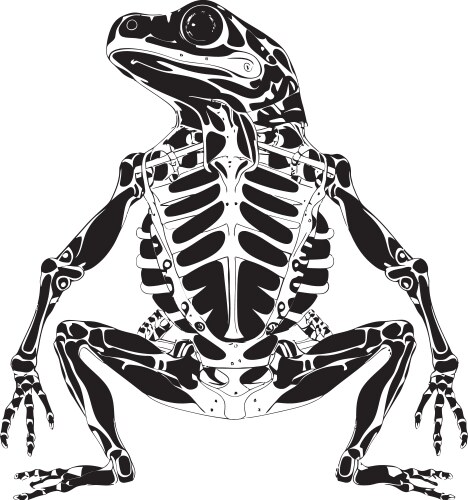 Fossilized frolic frog skeleton design spooky Vector Image