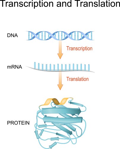 Protein synthesis in ribosome Royalty Free Vector Image