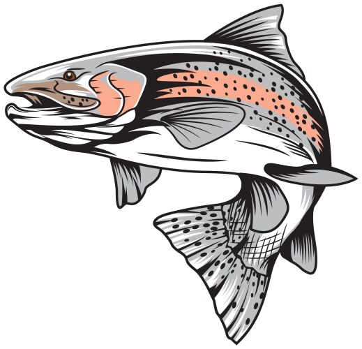 Trout Vector Images & Graphics for Commercial Use | VectorStock