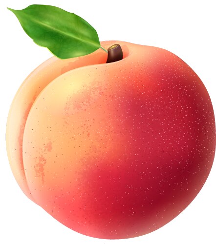 Clipart Peach