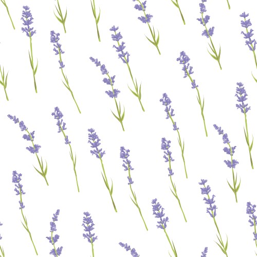 Seamless lavender flowers pattern on white Vector Image