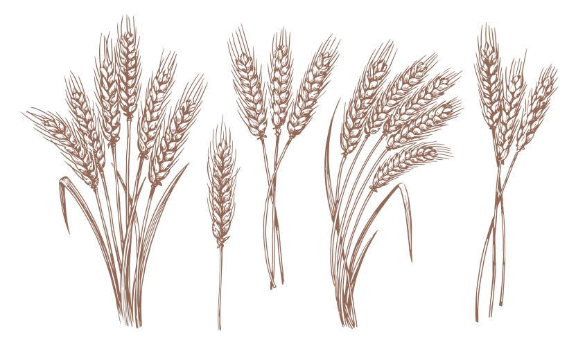 Stalks Of Wheat Clipart Vector