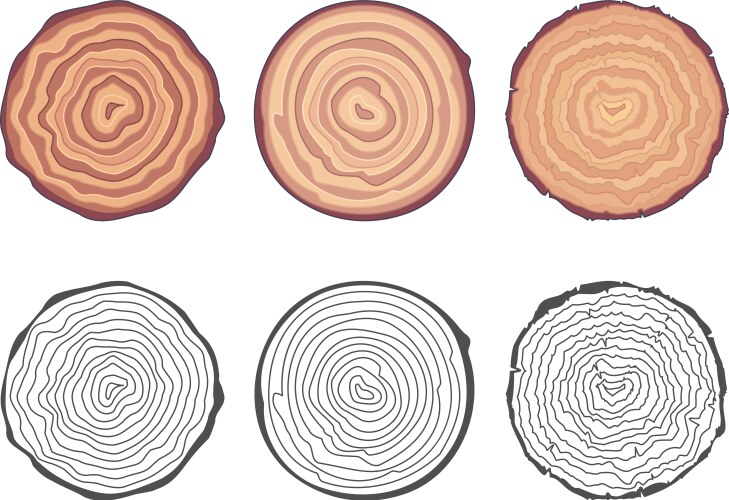 Round tree trunk cuts with cracks sawn pine Vector Image