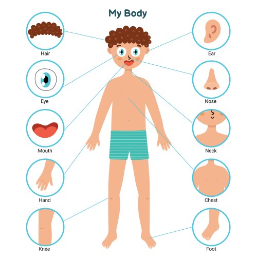 Boy kid body parts Royalty Free Vector Image - VectorStock