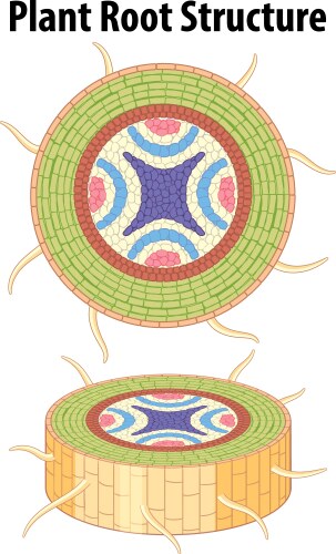 Root structure monocot and dicot stems Royalty Free Vector