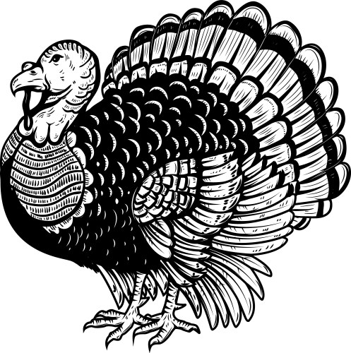 Turkey Vector Images (over 85,000)