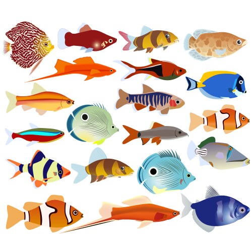 Tropical fish set Royalty Free Vector Image - VectorStock