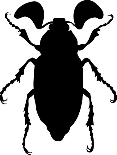 Weevil beetle Royalty Free Vector Image - VectorStock