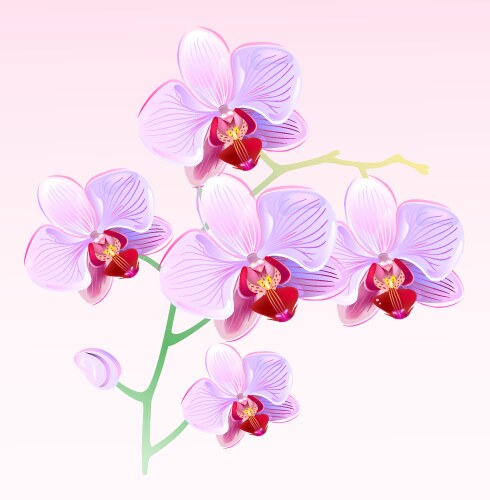Orchids Vector Images (over 22,000)