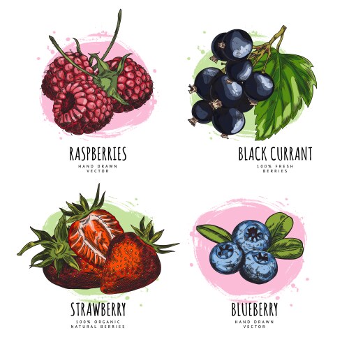 Strawberries Vector Images (over 130,000)