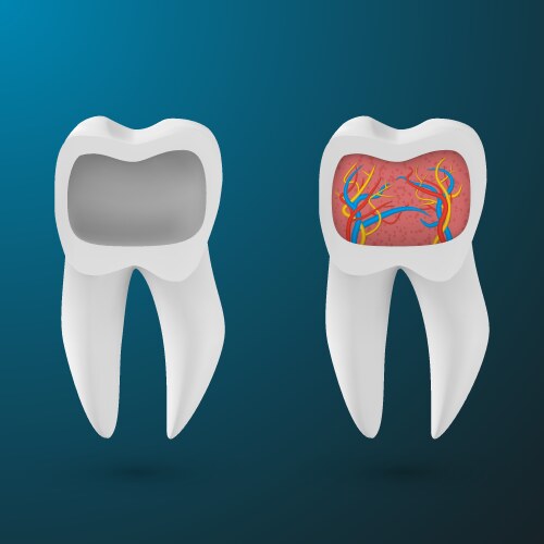 Realistic teeth Royalty Free Vector Image - VectorStock