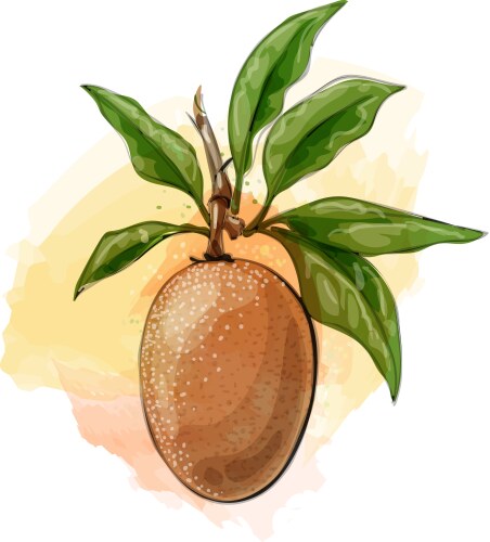 Pomegranate with leaves fresh fruit drawing Vector Image