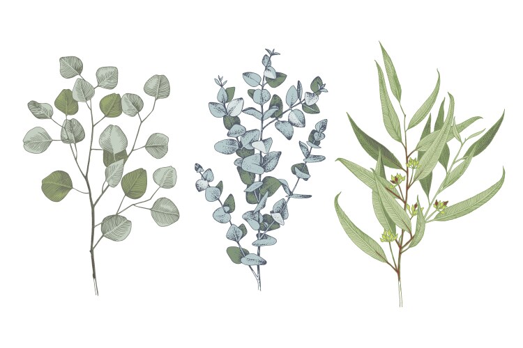Eucalyptus Vector Images (over 20,000)