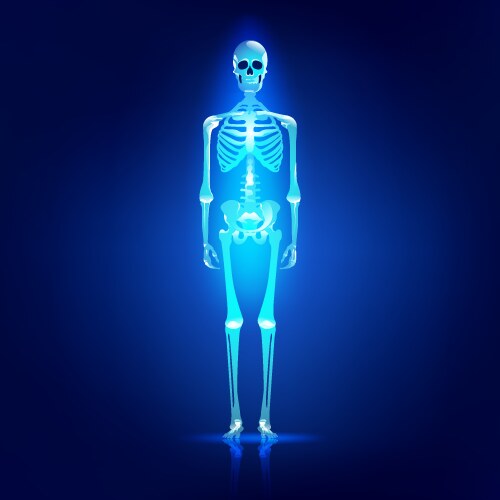 Skeleton X-Ray Scan Royalty Free Vector Image - VectorStock