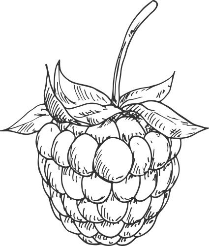 Hand drawn doodle blackberry or raspberry Vector Image