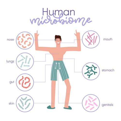 Guts with microbiome in the human body intestines Vector Image