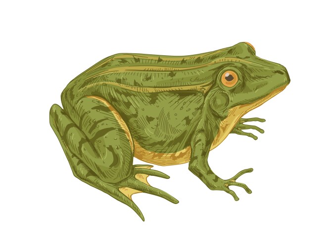 Toad Royalty Free Vector Image - VectorStock