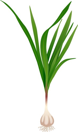 Garlic with green stem and roots organic food Vector Image