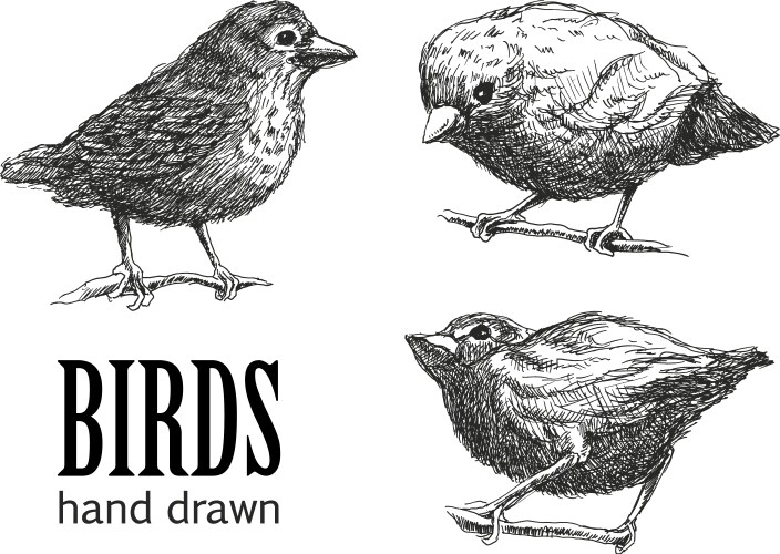 Group of Birds Vector Images (over 17,000)