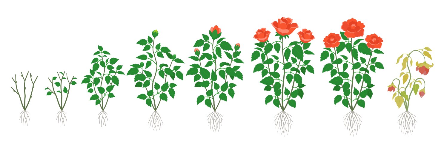 Rose Life Cycle Stages – Royalty-Free Vector | VectorStock