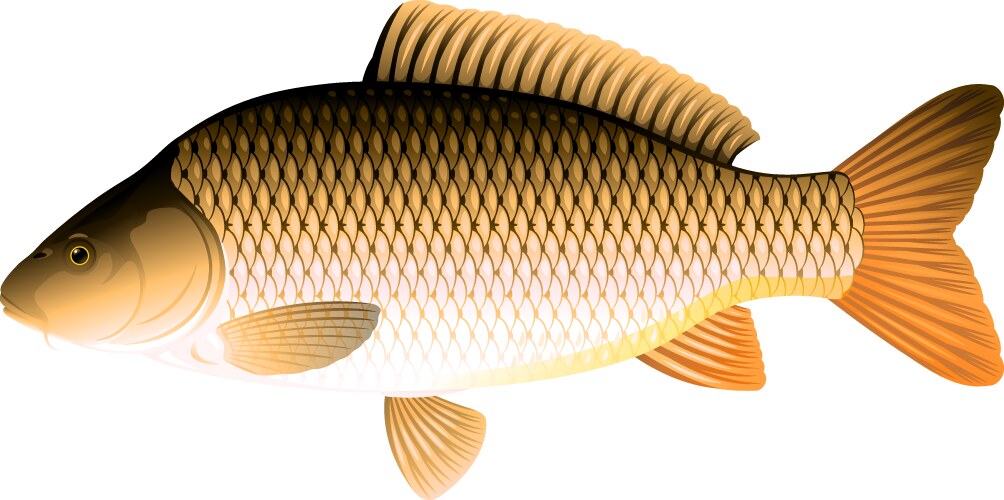 Common Carp Vector Images (over 450)