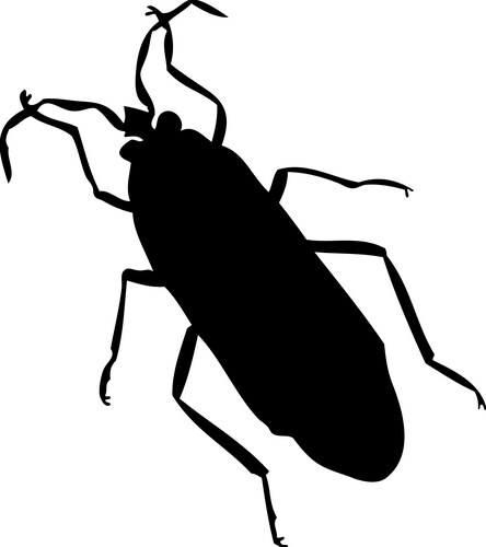 Weevil beetle Royalty Free Vector Image - VectorStock