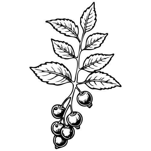 Evergreen huckleberry drawing outline cartoon Vector Image