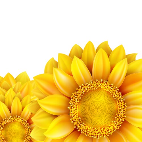 Vibrant Sunflower Royalty Free Vector Image - VectorStock