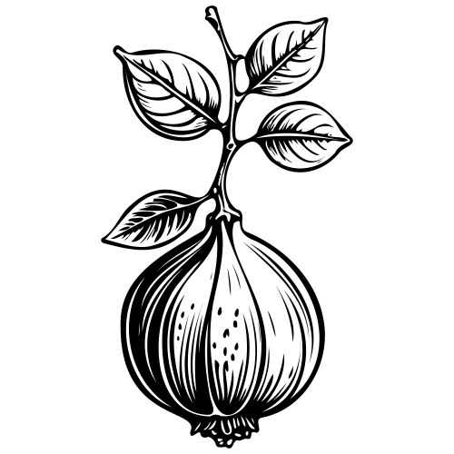 Fig hand drawn fruit transparent background Vector Image