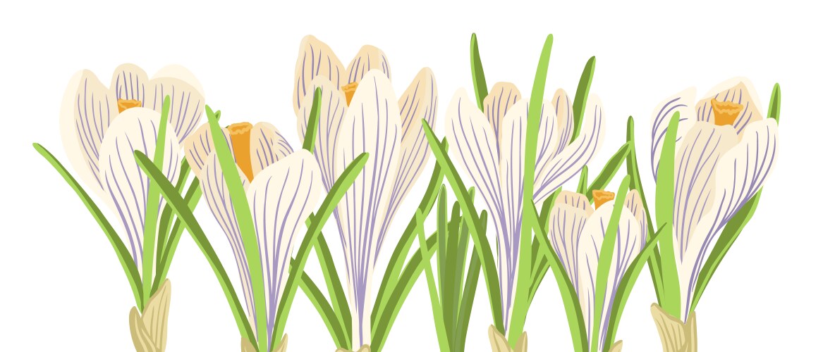 Crocus border Royalty Free Vector Image - VectorStock