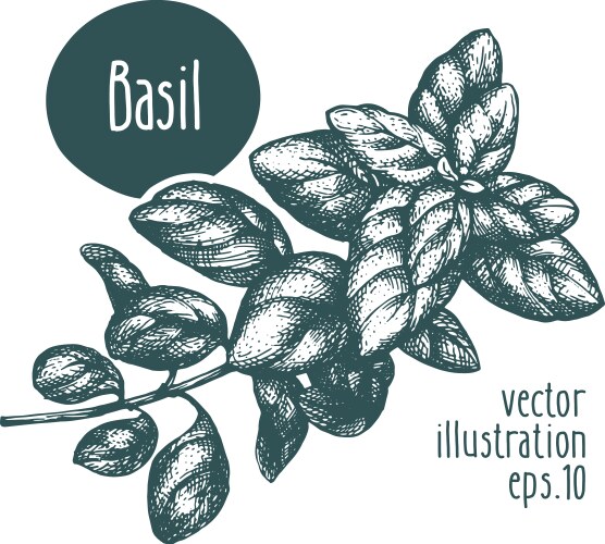 Basil Leaves Drawing Vector Images (over 560)
