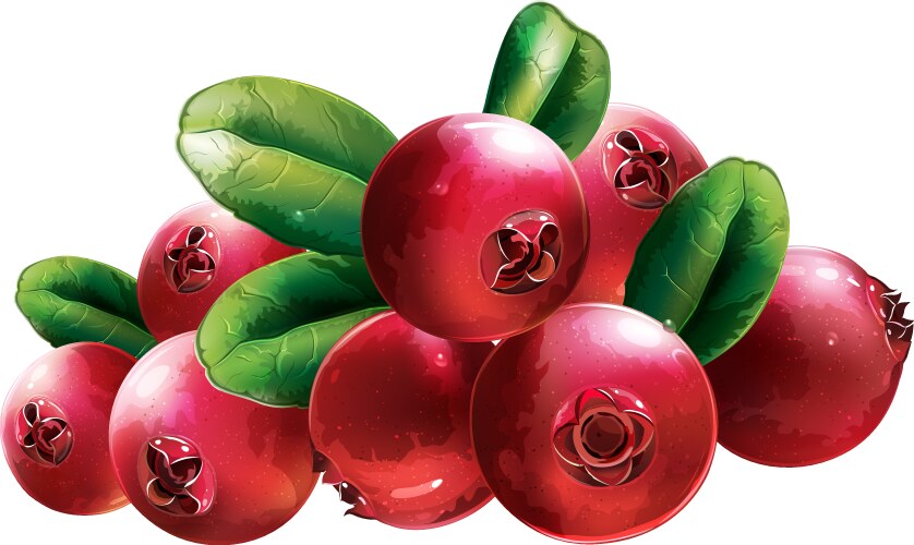 Red cranberry border poster Royalty Free Vector Image