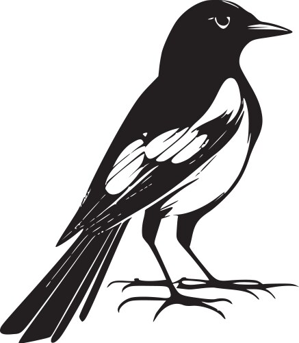 Magpie Vector Images (over 1,400)