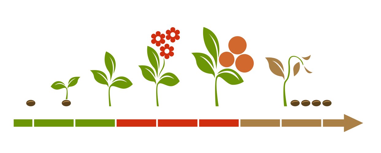 Life cycle tomato plant Royalty Free Vector Image