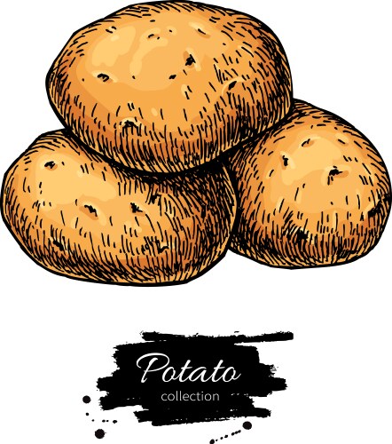 Potato drawing isolated hand drawn Royalty Free Vector Image
