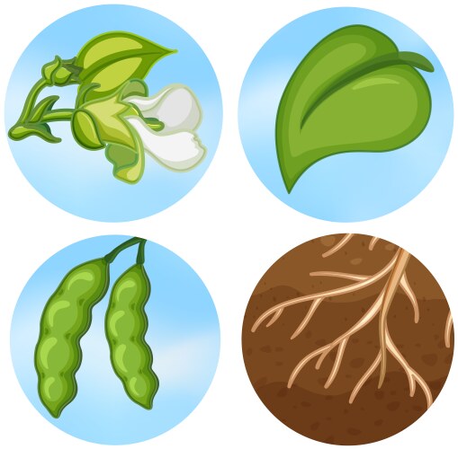 Parts of a plant Royalty Free Vector Image - VectorStock