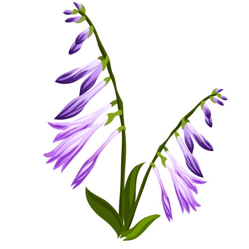 Bell flower Royalty Free Vector Image - VectorStock