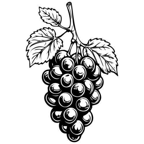 Vintage raisin engraving drawing of fruit Vector Image