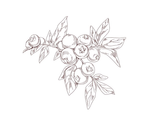 Blueberry Outline Vector Images (over 3,500)