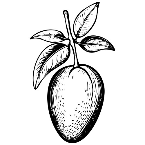 Rosigold mango monochrome outline drawing Vector Image