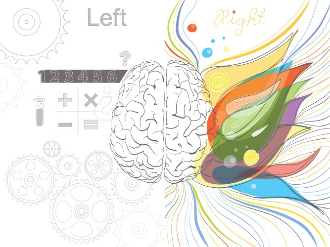 Left and right brain functions cerebral function Vector Image