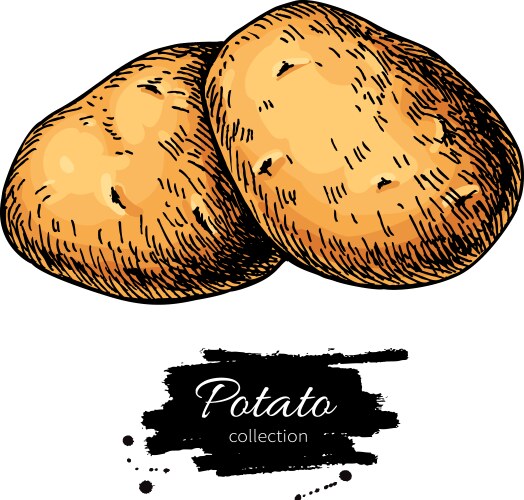 Potato drawing isolated hand drawn Royalty Free Vector Image