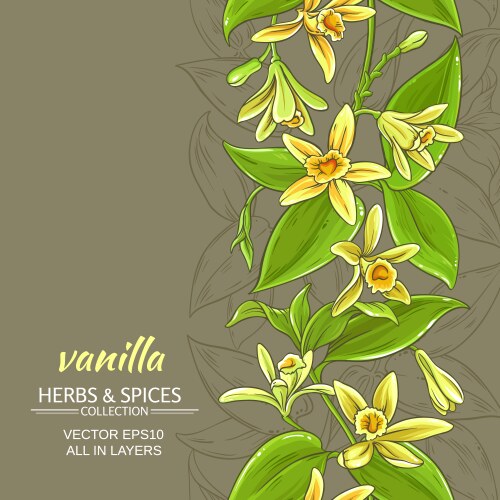 Vanilla set Royalty Free Vector Image - VectorStock