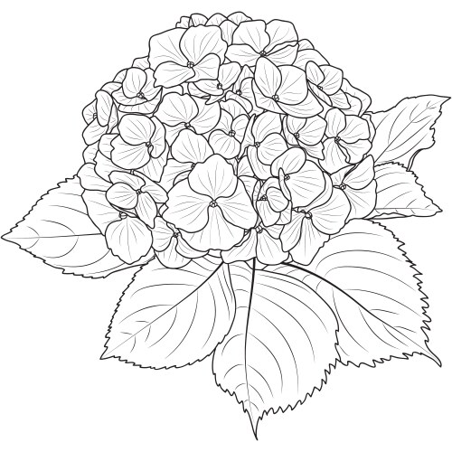 Hydrangea Outline Vector Images (over 2,400)