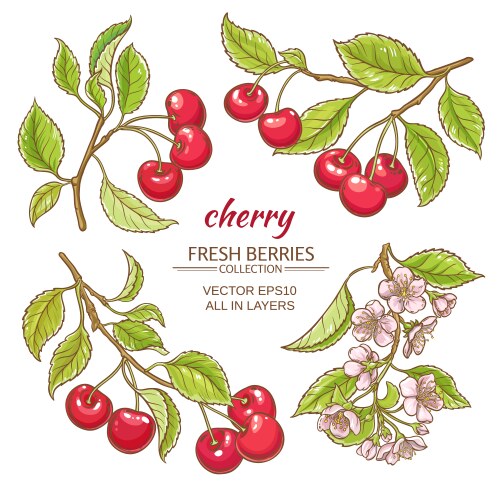 Cherry Vector Images (over 150,000)