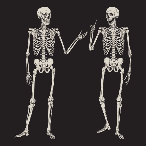 Anatomically correct human skulls set isolated Vector Image